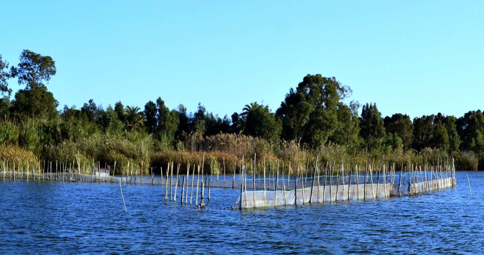 El parque natural de la Albufera – Paseos en barca por la Albufera ...